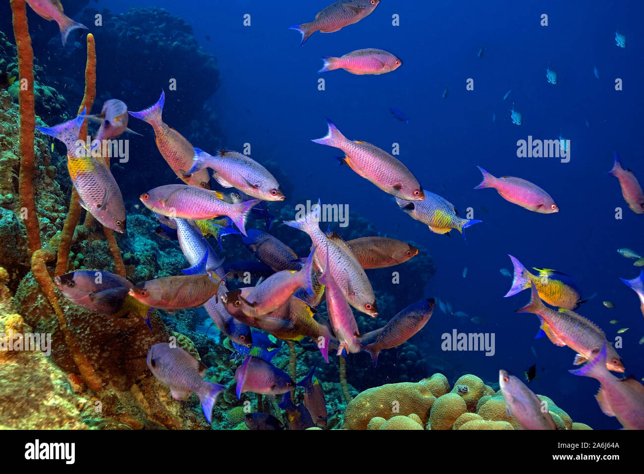 Schooling fish bonaire fish fish hi-res stock photography and images ...
