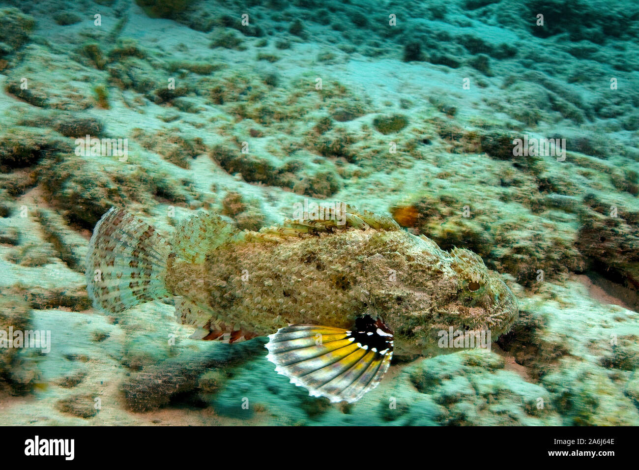 Spotted scorpionfish (Scorpaena plumieri), swimming, Bonaire ...