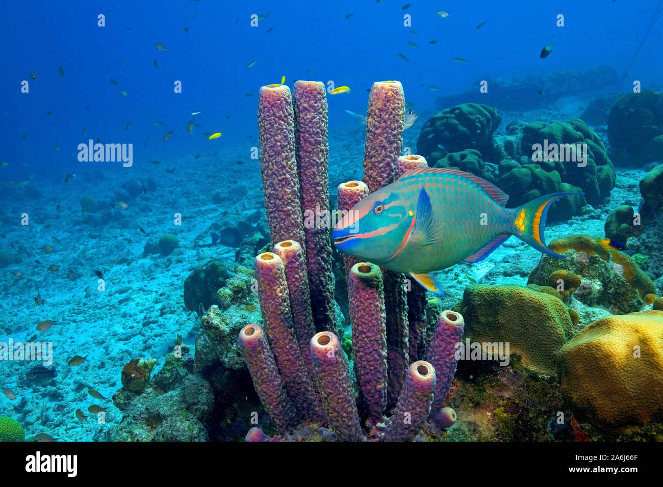 Parrotfish coral sea hi-res stock photography and images - Alamy