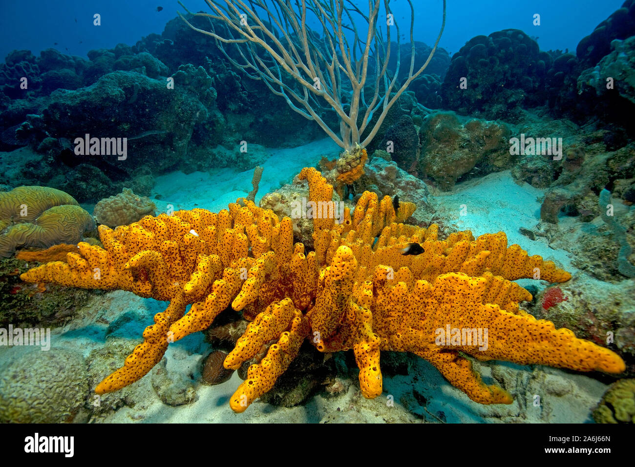Brown tube-sponge (Agelas, conifera), Bonaire, Netherland Antilles ...