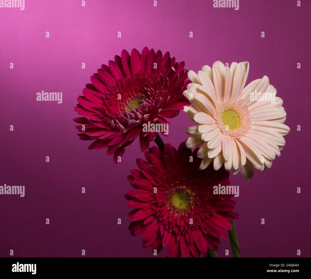 Three fresh, beautiful gerbera flower Stock Photo - Alamy
