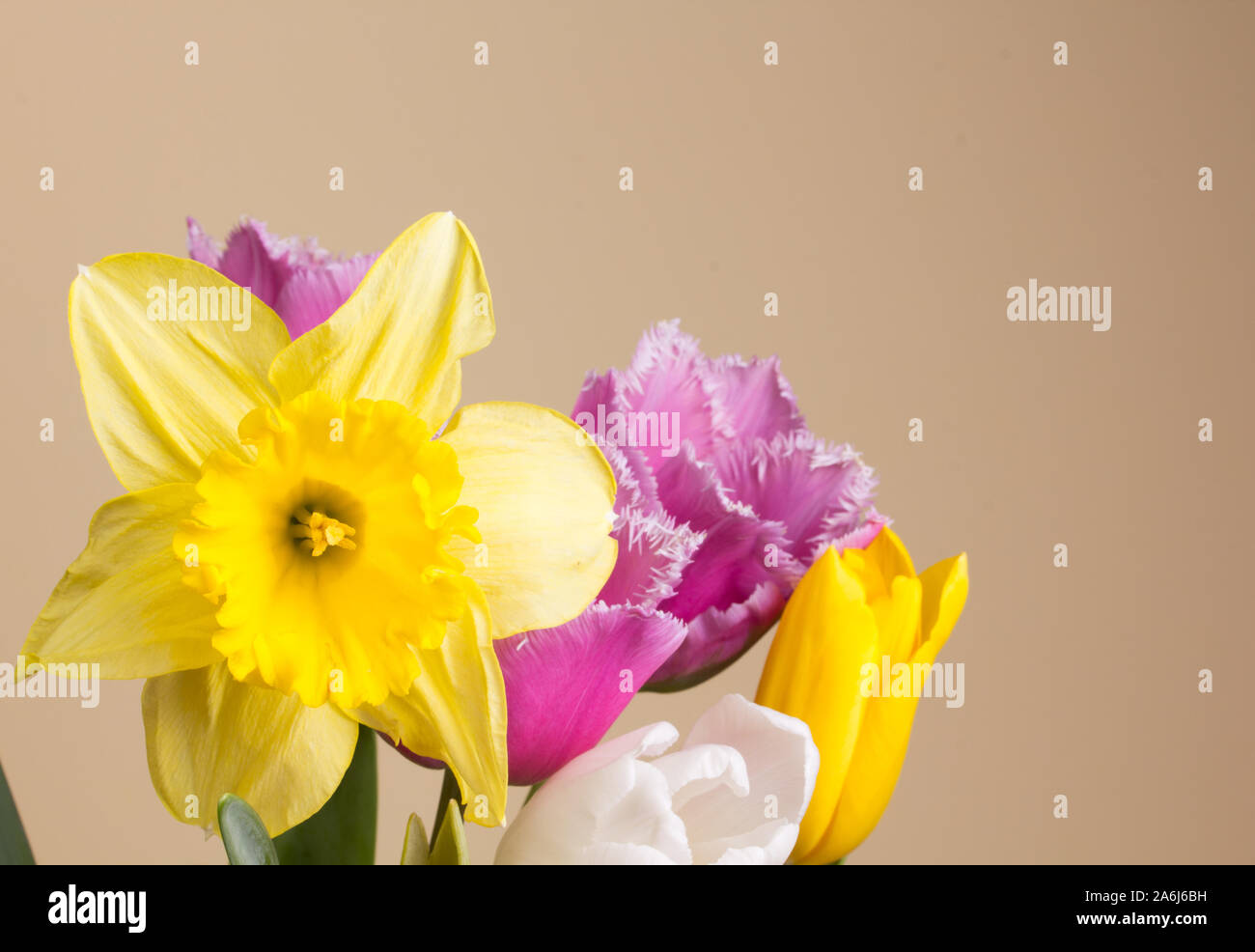 Beautiful spring flowers on a beige background Stock Photo - Alamy