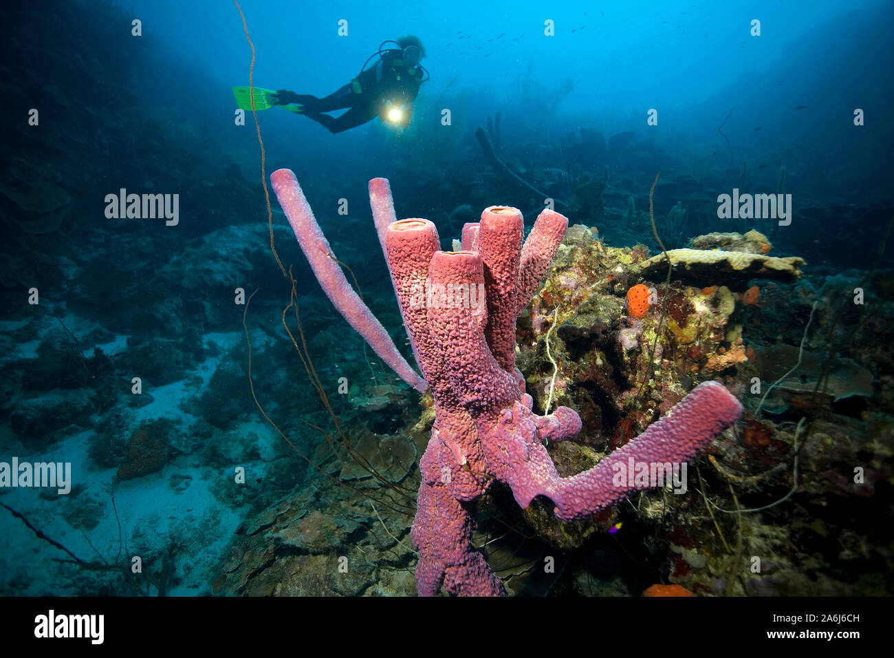 Reef scene, scuba diver at a Stove-pipe sponge (Aplysina archeri ...