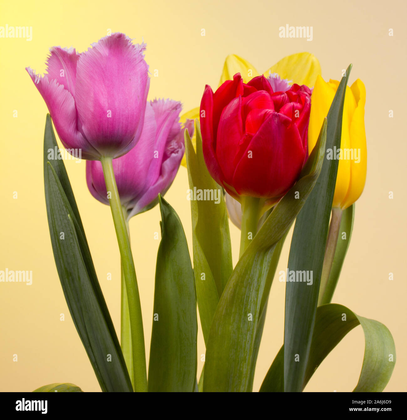 Beautiful spring flowers on a beige background Stock Photo - Alamy