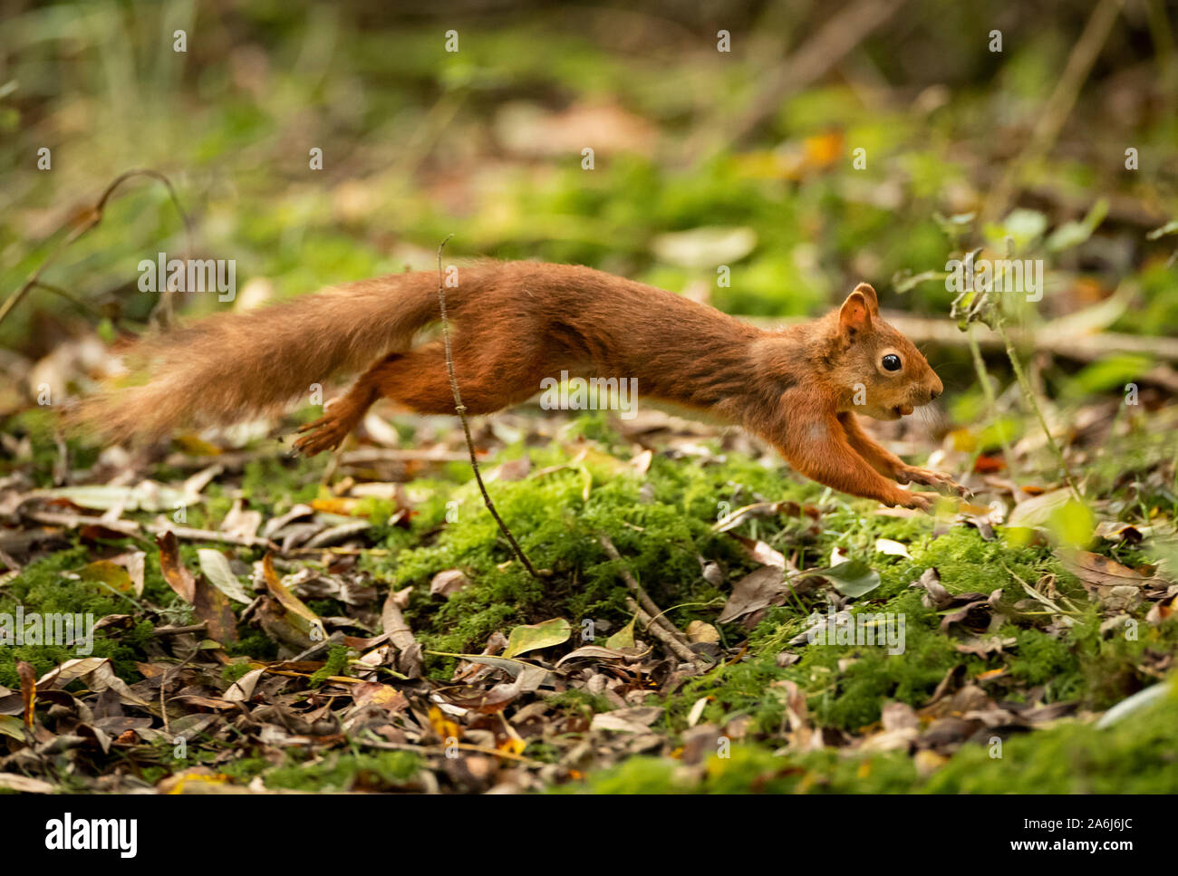 A red squirrel forages for food ahead of winter in the Widdale Red ...