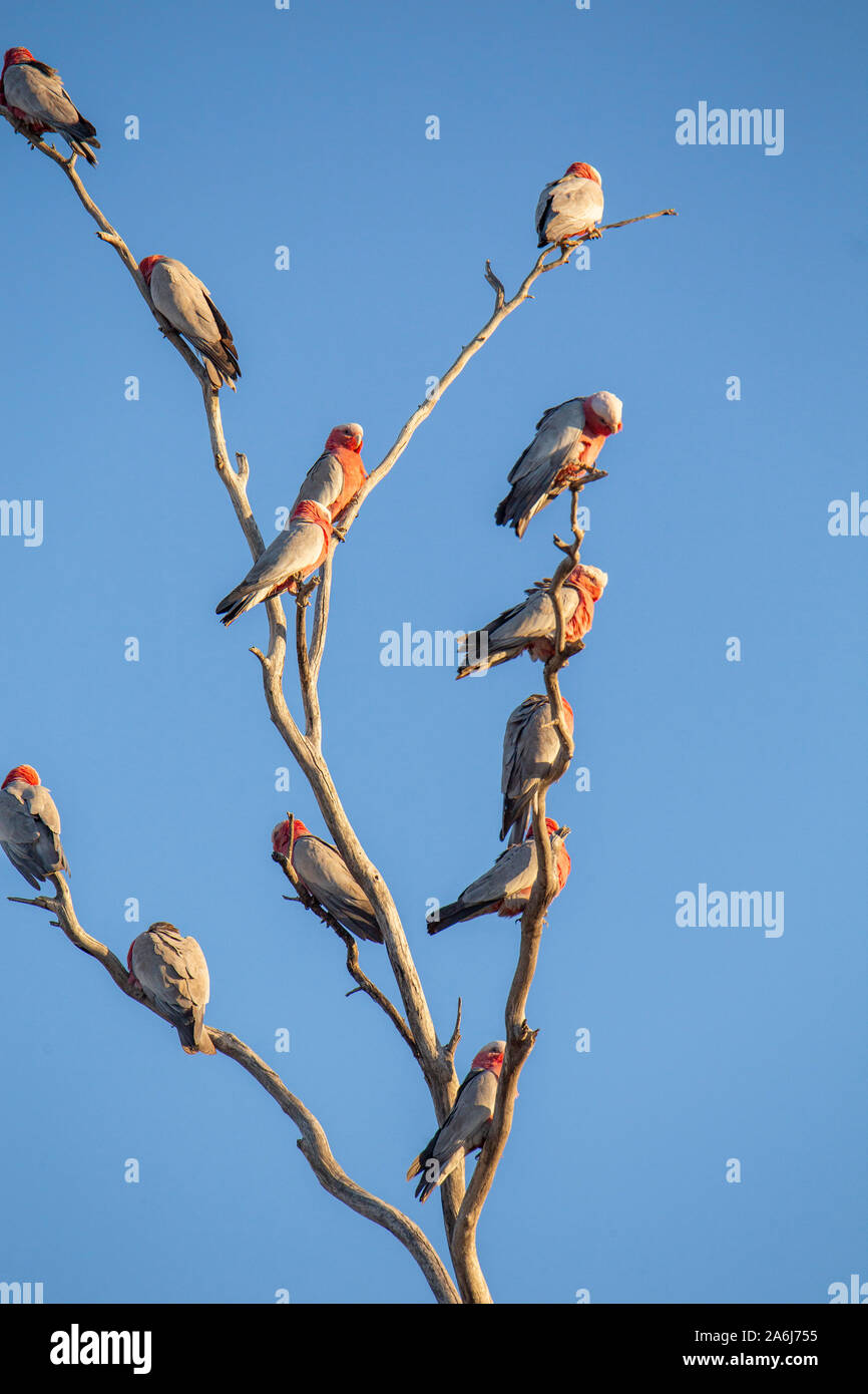 Flock of Galahs (Eolophus roseicapilla) perched in a dead tree in ...