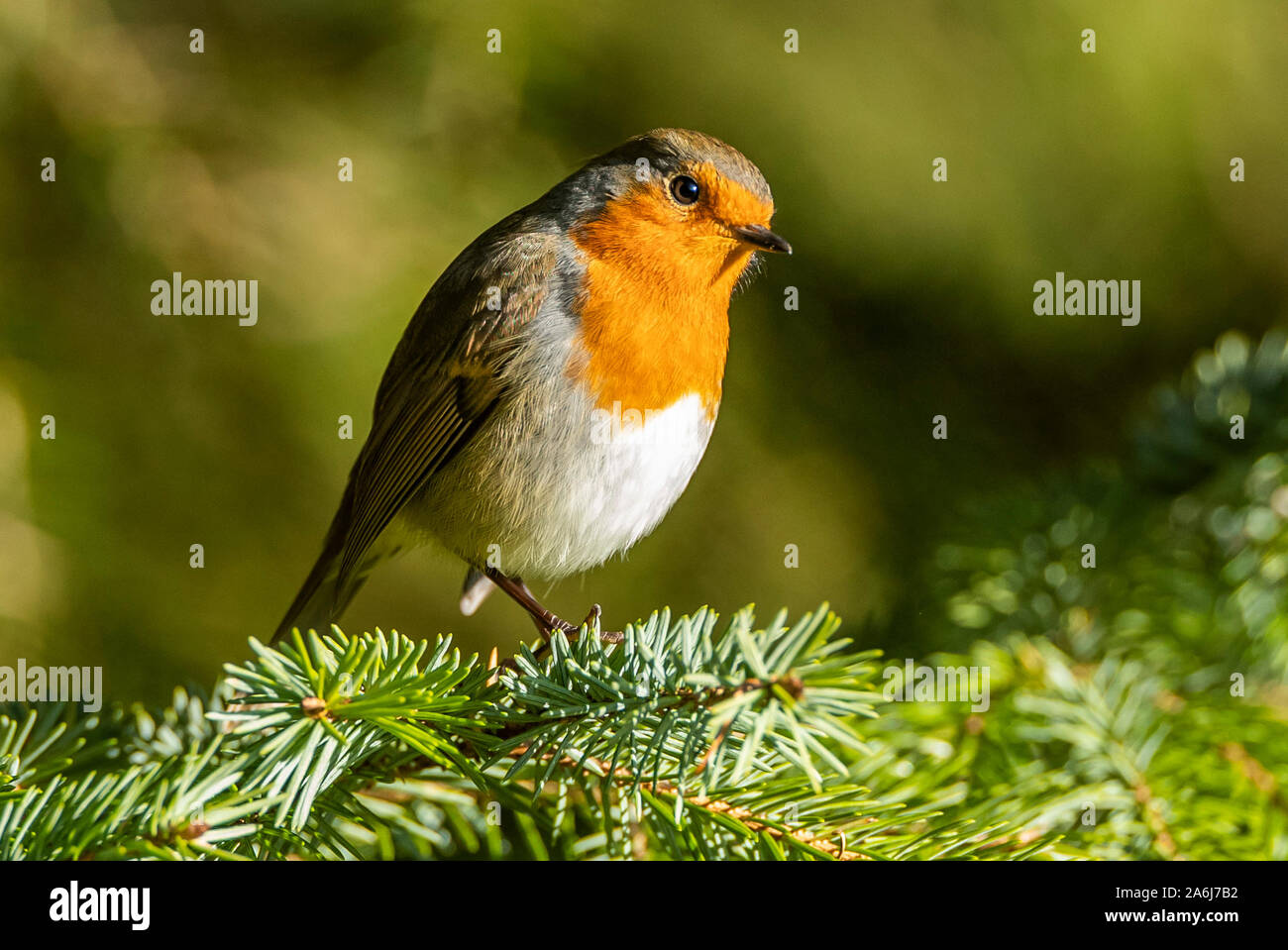 A robin in the Widdale Red Squirrel Reserve in North Yorkshire, as the ...