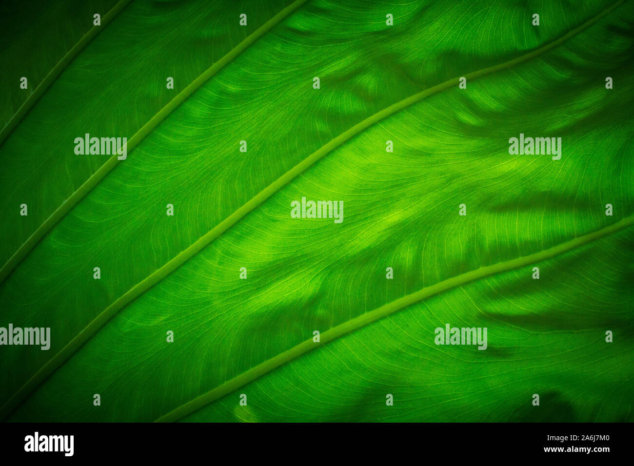 Elephant ears leaf close-up picture, Colocasia leaves Stock Photo - Alamy