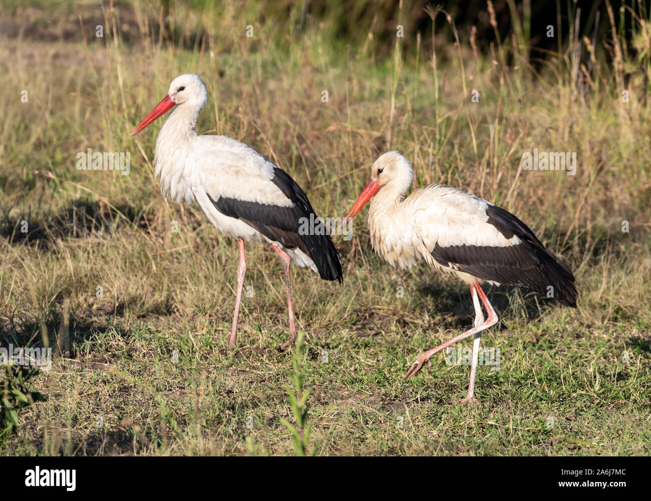 Two white storks, Ciconia ciconia, in the long grass of the Masai Mara ...