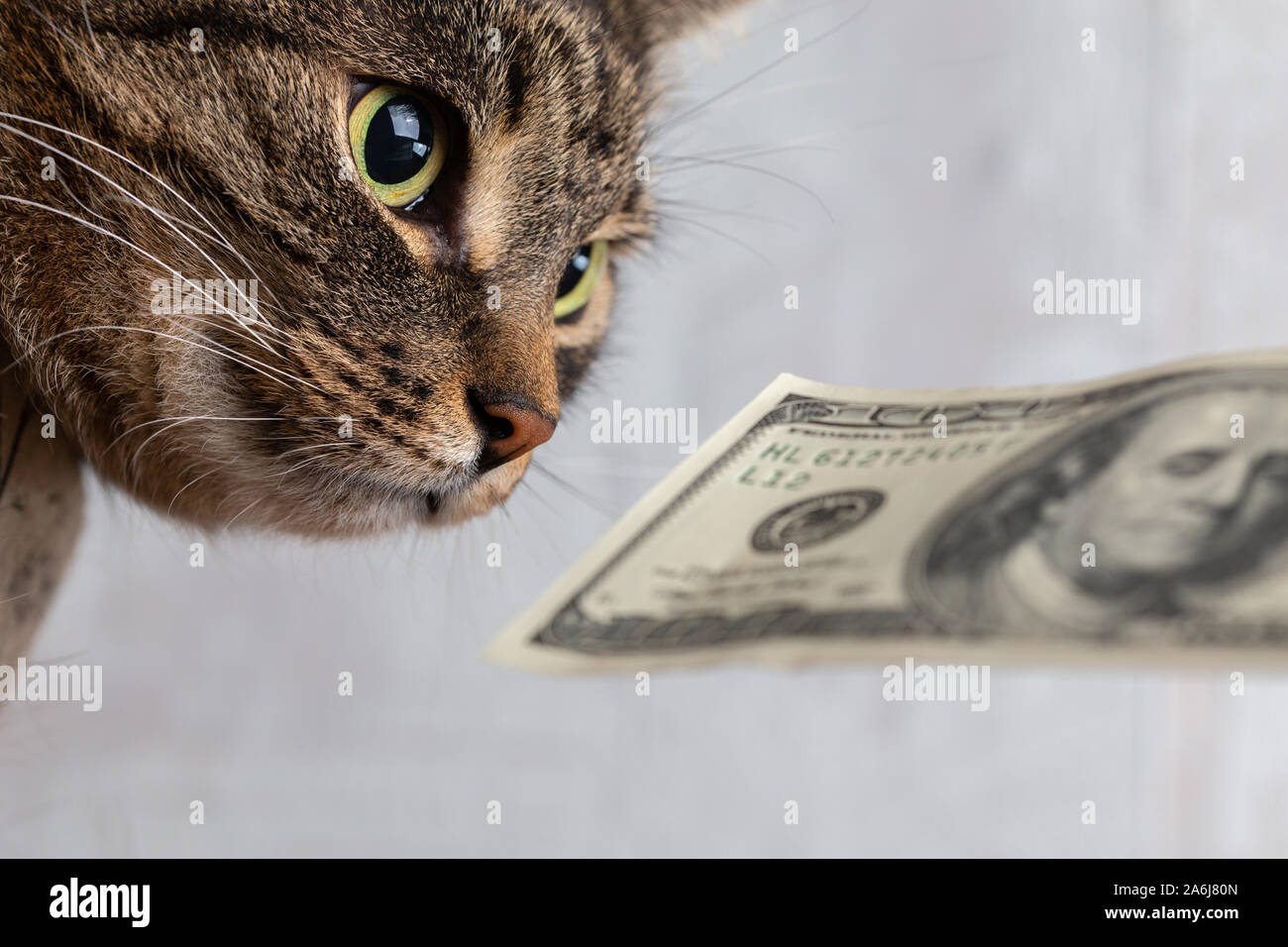 grey tabby cat sniffing a hundred dollar banknote close-up with ...