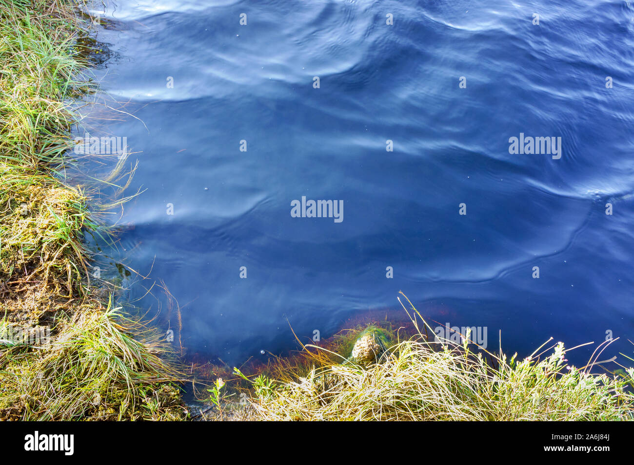 black water in the swamp, dark blue water in the swamp lake Stock Photo ...