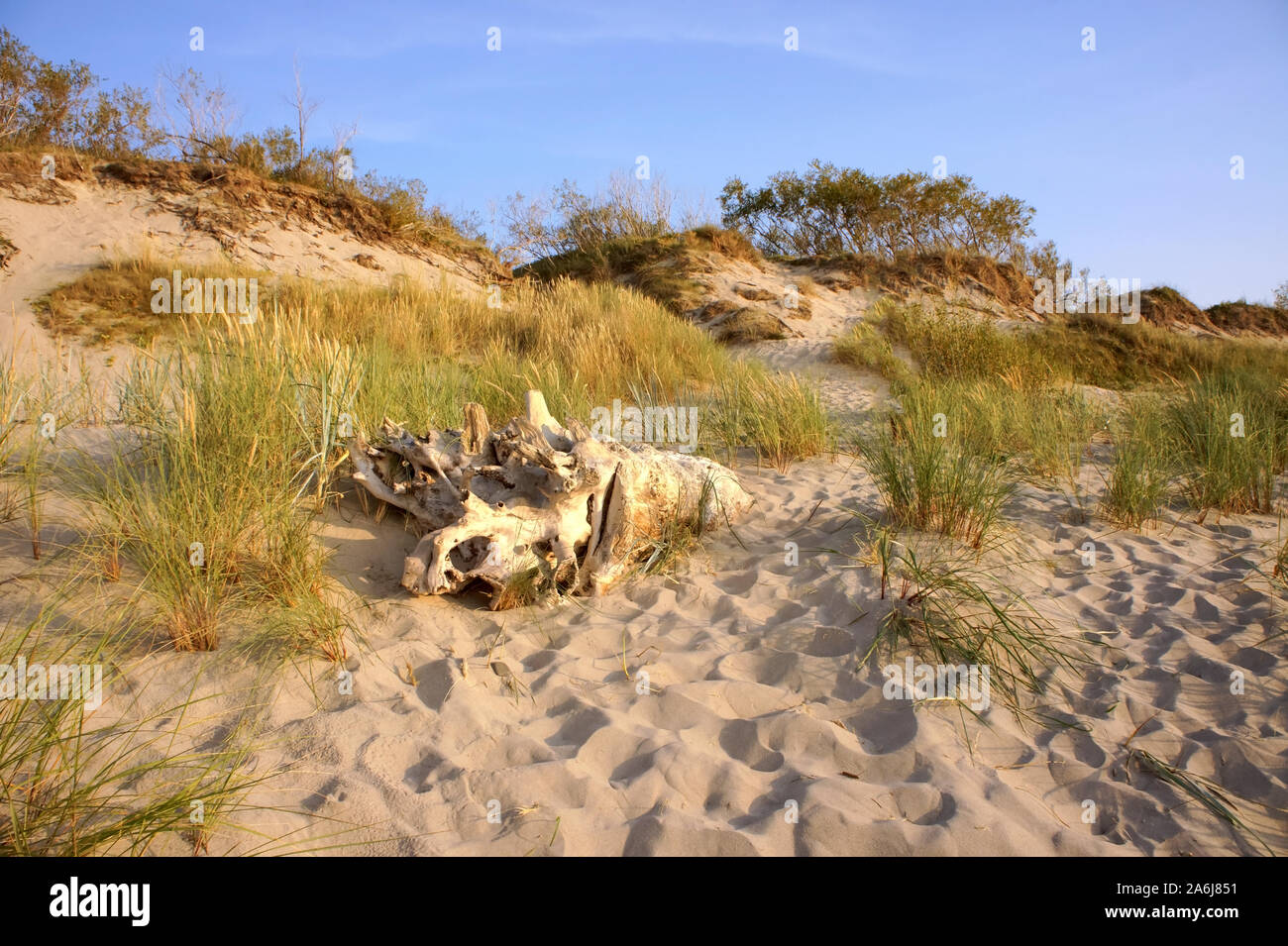 Snag on wild sandy hi-res stock photography and images - Alamy
