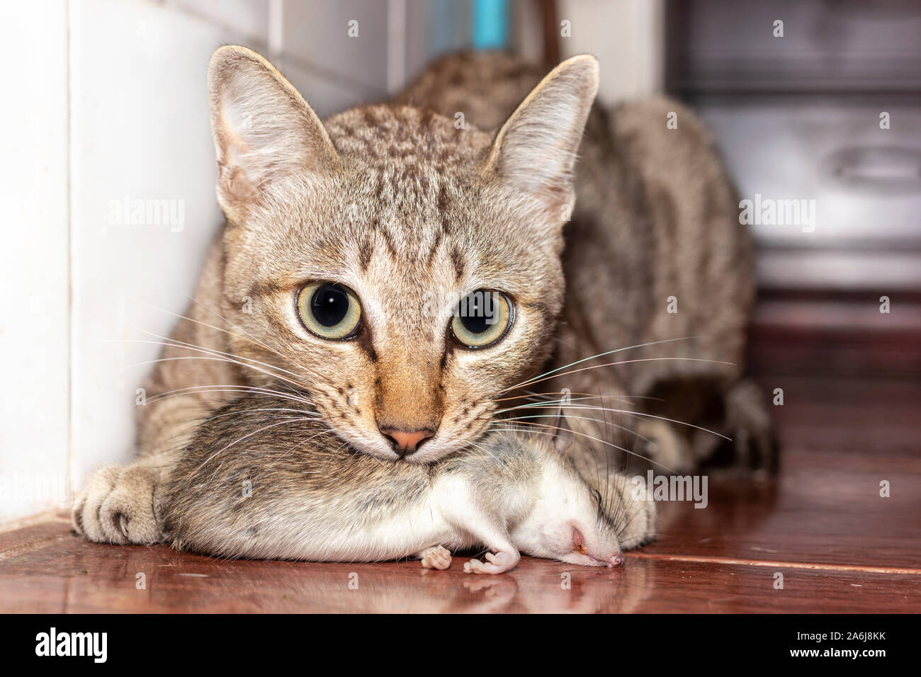 A ginger cat hunting a mouse. Domestic cat carrying small rodent rat in ...