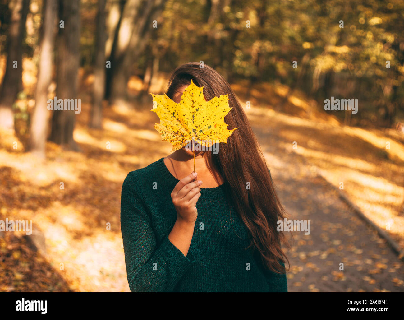 Woman hiding her face behind yellow maple leaf. Autumn sunny park. Fall ...