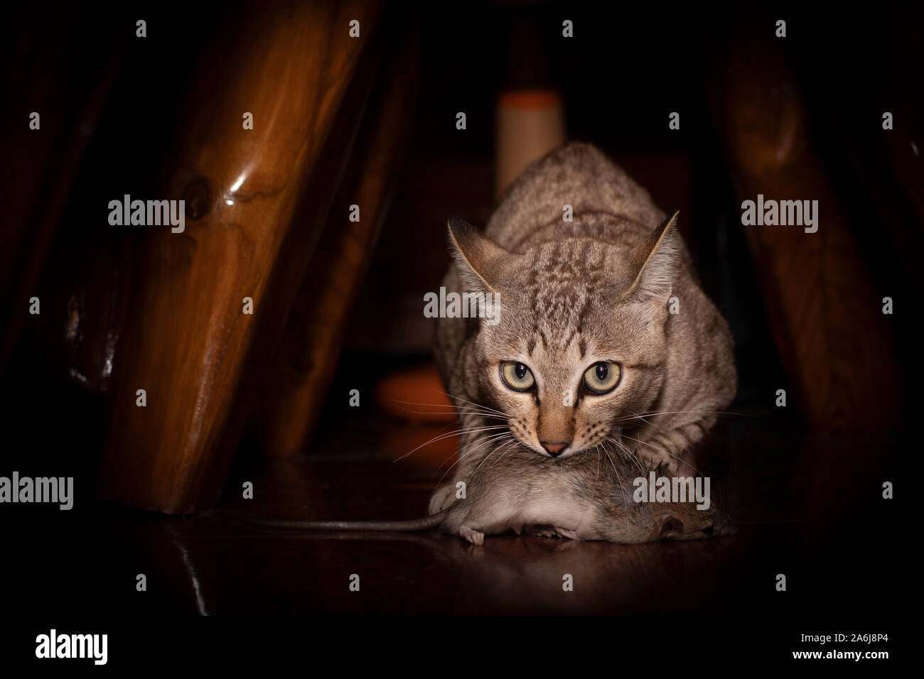 A ginger cat hunting a mouse. Domestic cat carrying small rodent rat in ...