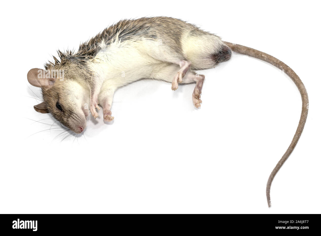 Corpse of a mouse Cut Out Stock Images & Pictures - Alamy