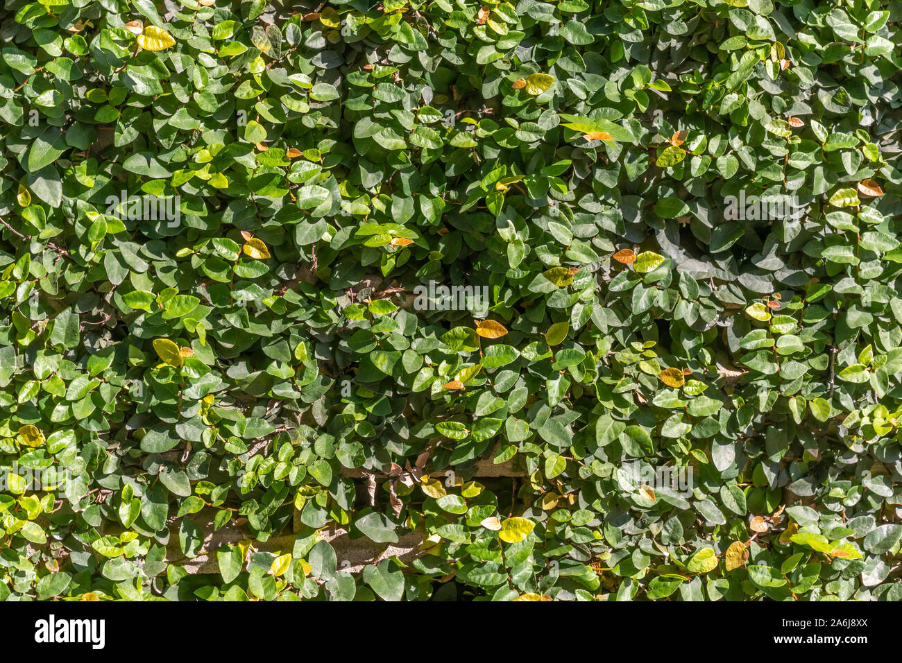 Natural green leaf wall background. Small green leaves on wall texture ...