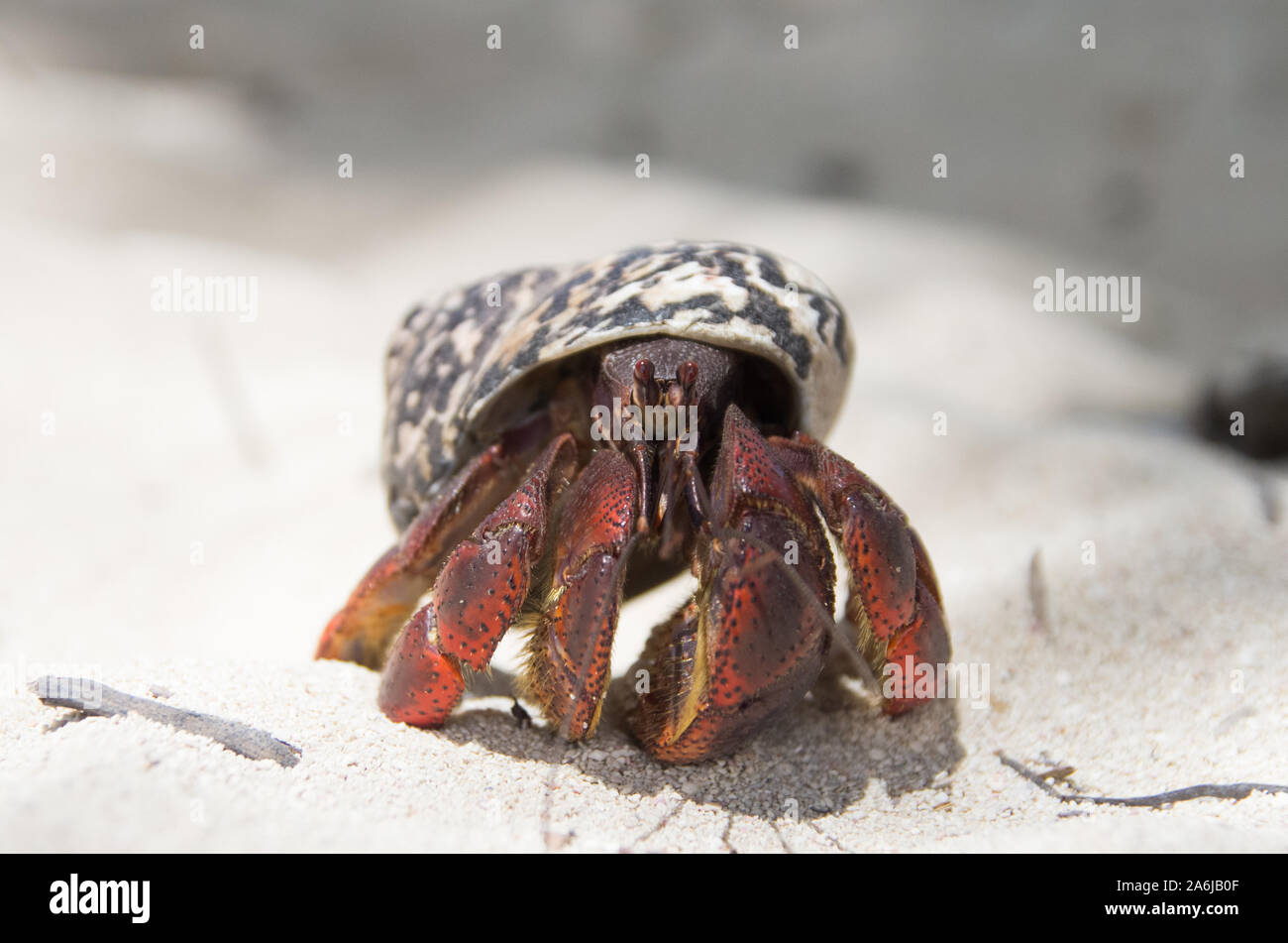 Paguroidea hermit crab coconut on sand in guadeloupe Stock Photo - Alamy