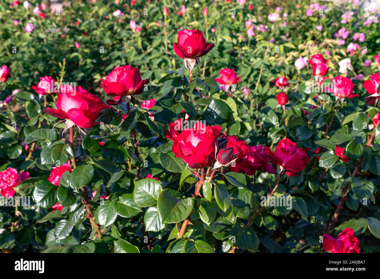 Red roses close-up on a blurred background of flower beds with flowers ...