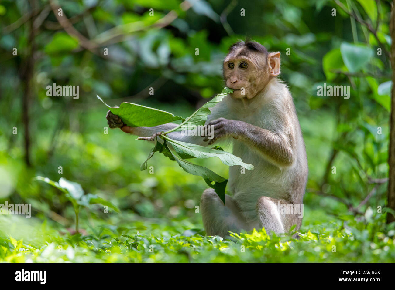 Adult monkeys sits and eating tree leaf in the forest showing emotions ...