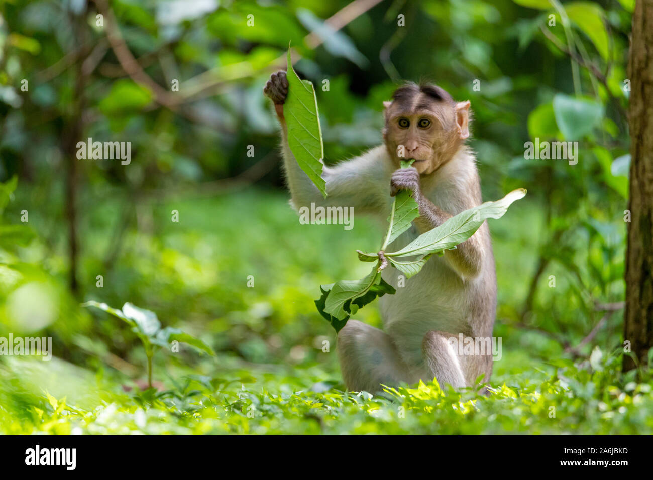 Adult monkeys sits and eating tree leaf in the forest showing emotions ...