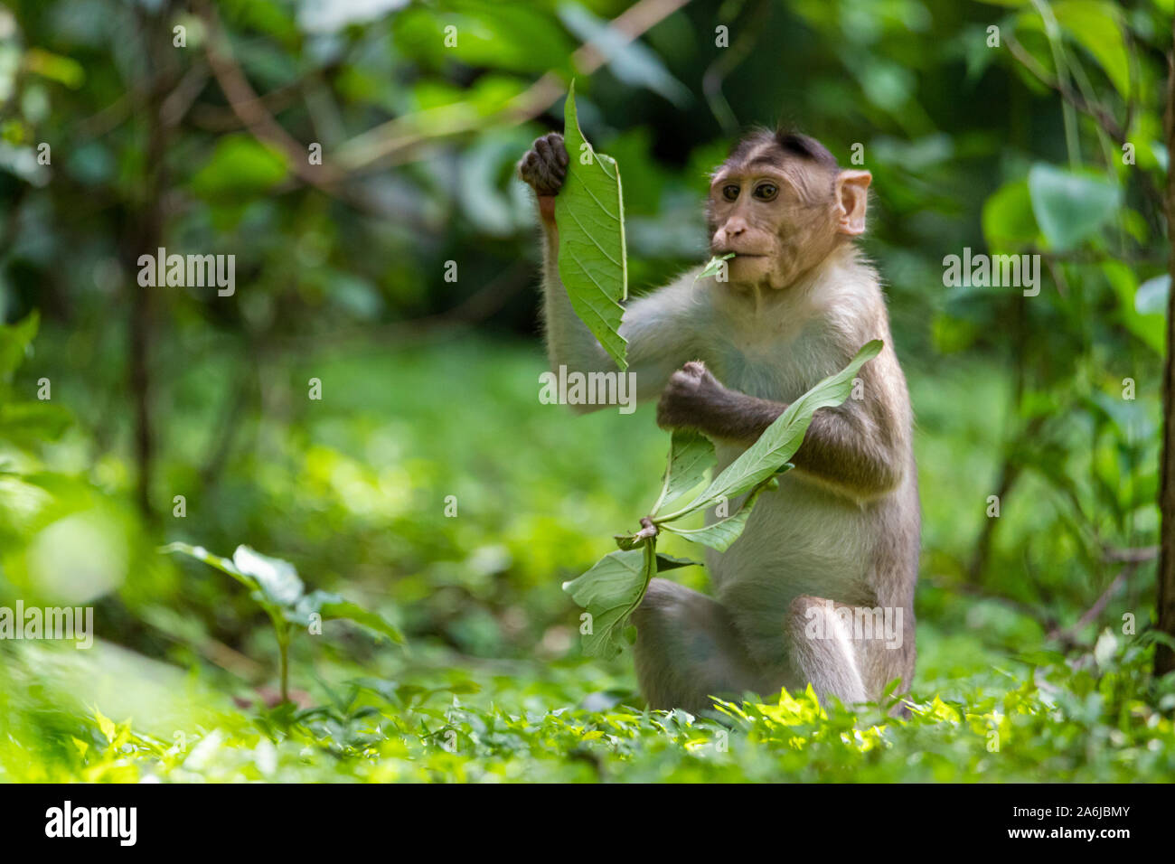 Adult monkeys sits and eating tree leaf in the forest showing emotions ...