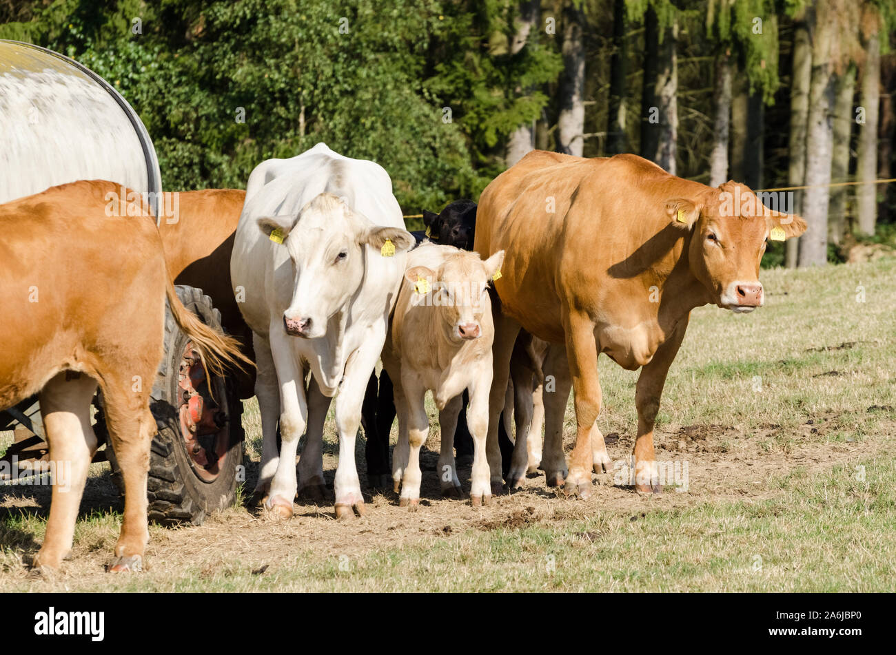 Deutsches braunvieh hi-res stock photography and images - Alamy