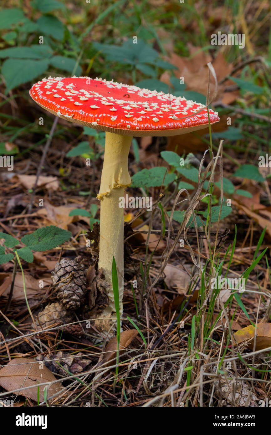 Amanita muscaria, commonly known as the fly agaric or fly amanita, is a ...