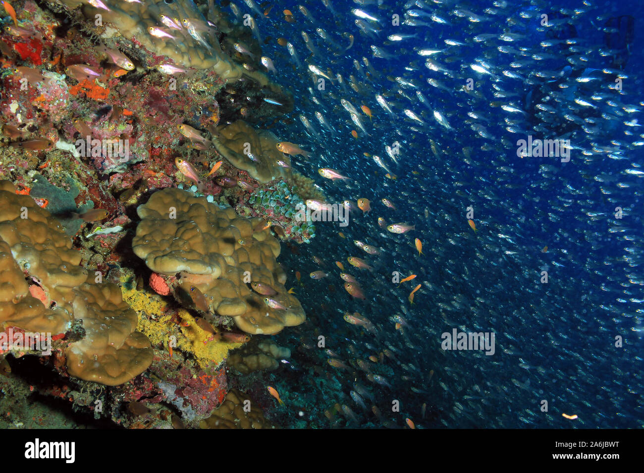 Coral Reef Wall and Schooling Fish. South Ari Atoll, Maldives Stock ...