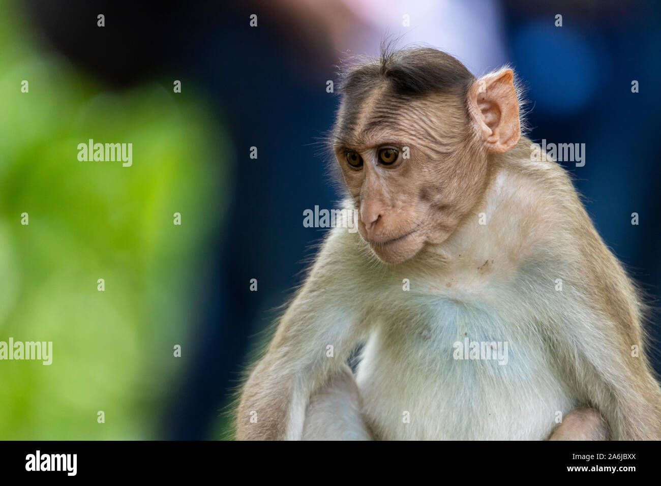 Adult monkeys sits and eating tree leaf in the forest showing emotions ...