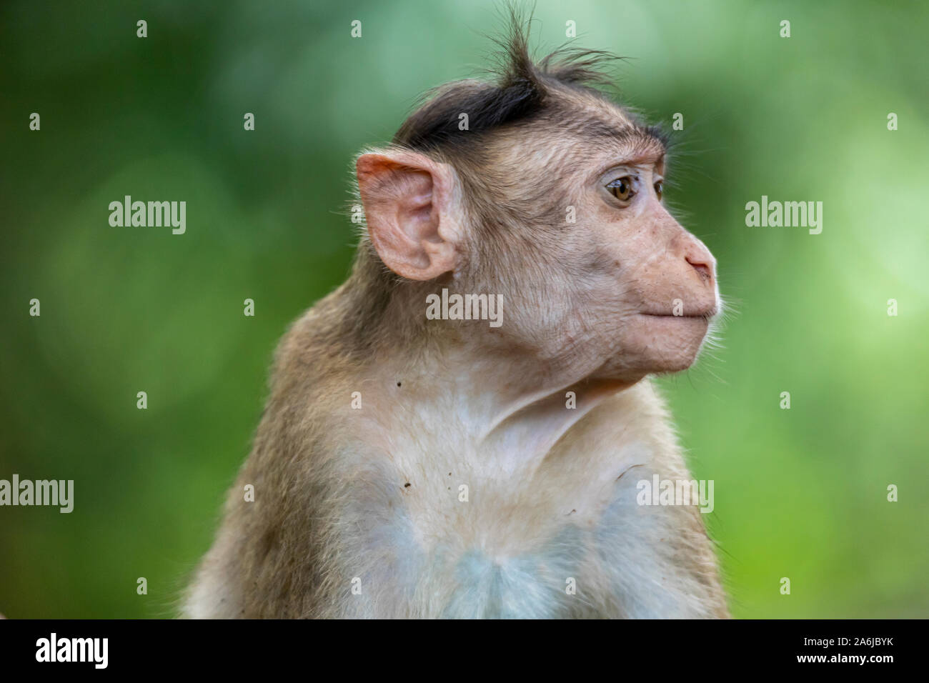 Adult monkeys sits and eating tree leaf in the forest showing emotions ...
