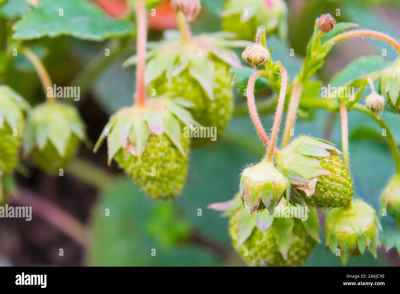 Green strawberries begin to ripen in early summer in the garden beds ...