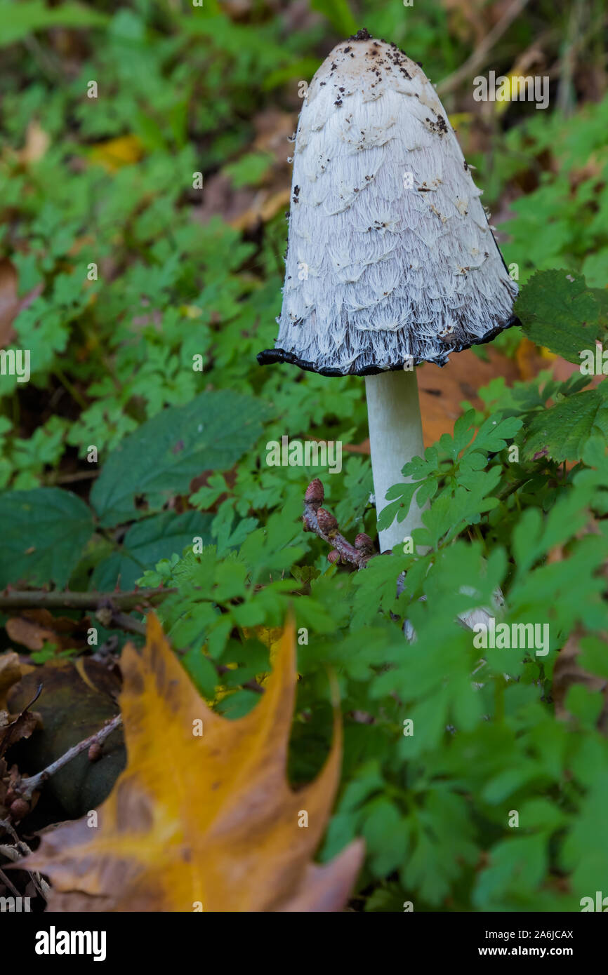 Fairies ink cap hi-res stock photography and images - Alamy
