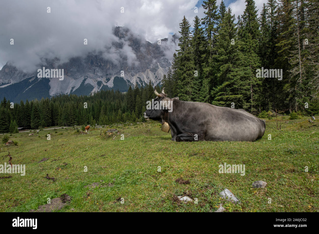 Cows in the alpine pastures around the Zugspitze, Ehrwald, Austria ...