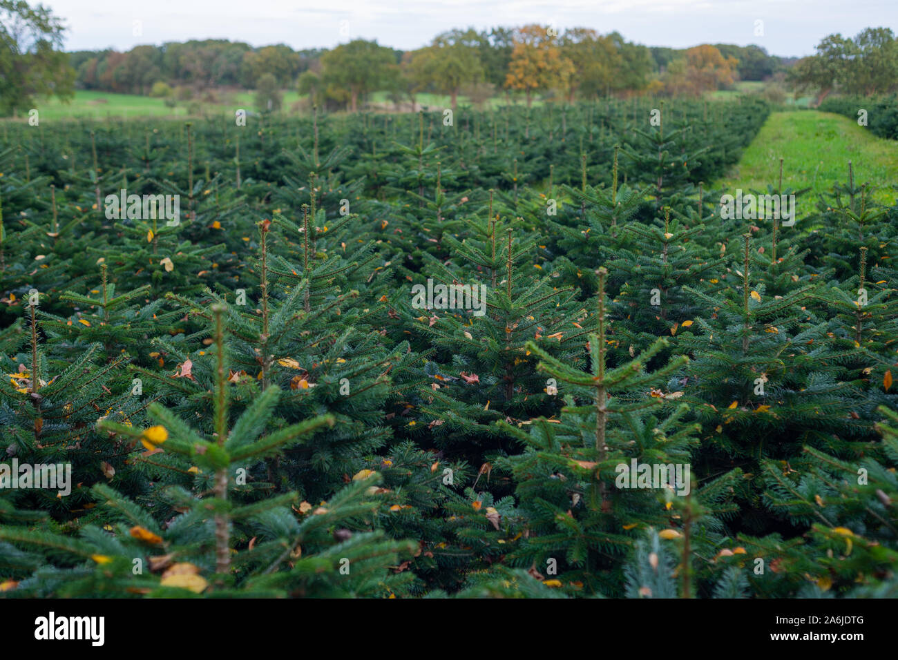 future christmas trees grow row after row while autumn is in full bloom ...