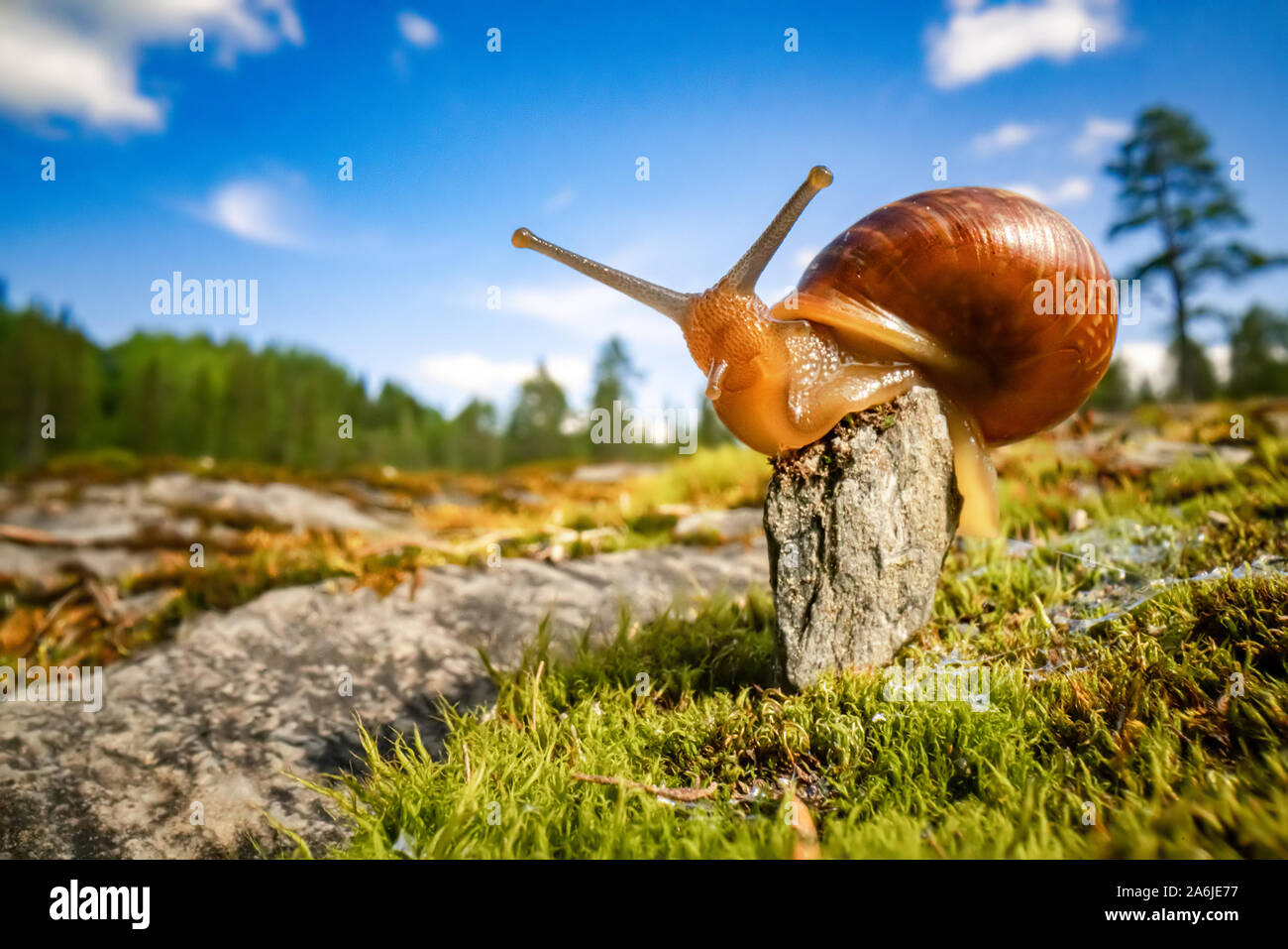 Snail slowly creeping along super macro close-up Stock Photo - Alamy