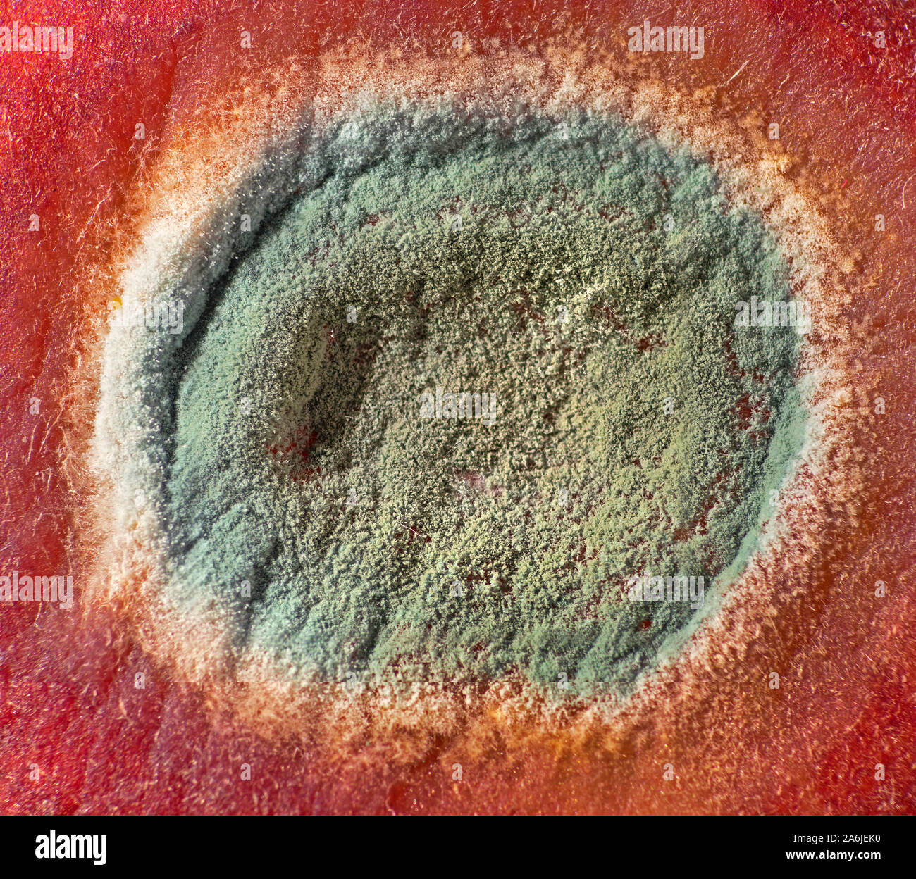 Fungal decay hi-res stock photography and images - Alamy