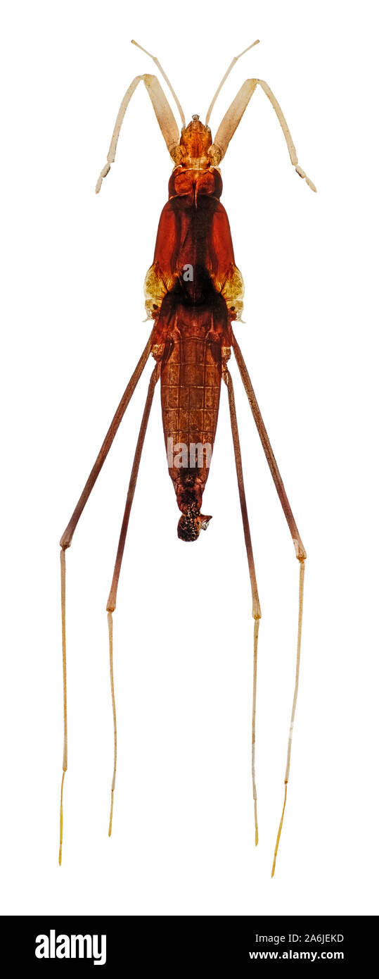 Gerris sp hi-res stock photography and images - Alamy