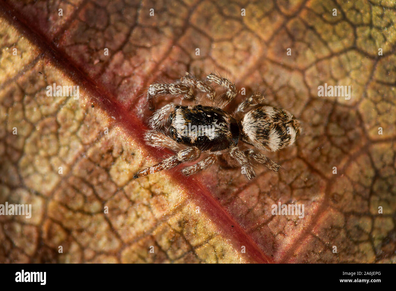 zebra back spider (Salticus scenicus) autumn leaf background Stock ...