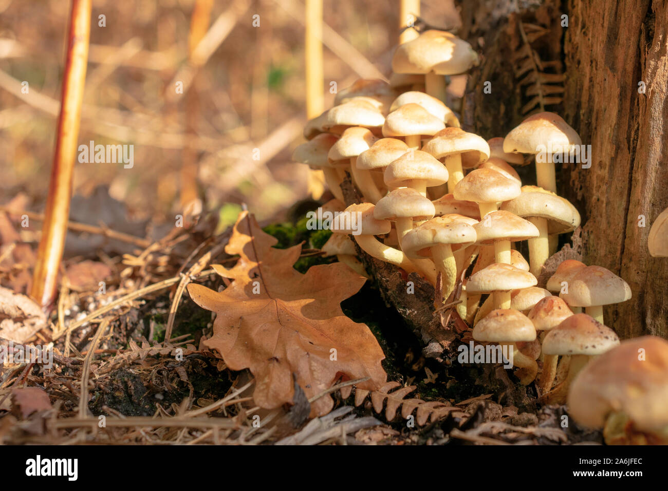 Mushrooms in group Rickenella fibula in beautiful autumn colors against ...