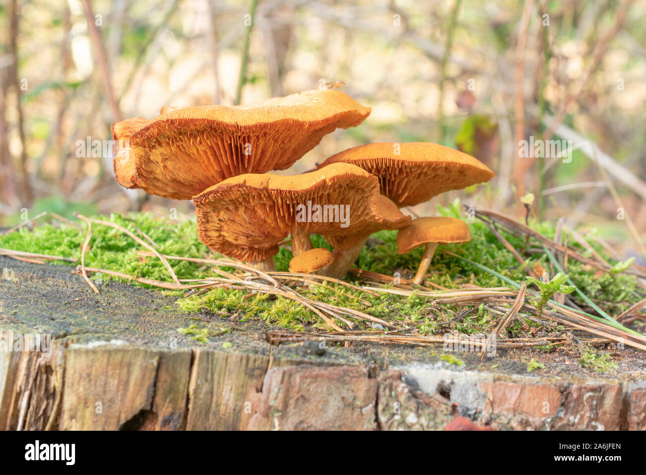 Strophariaceae family hi-res stock photography and images - Alamy