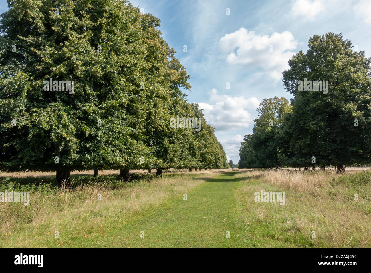 Lime trees uk hi-res stock photography and images - Alamy