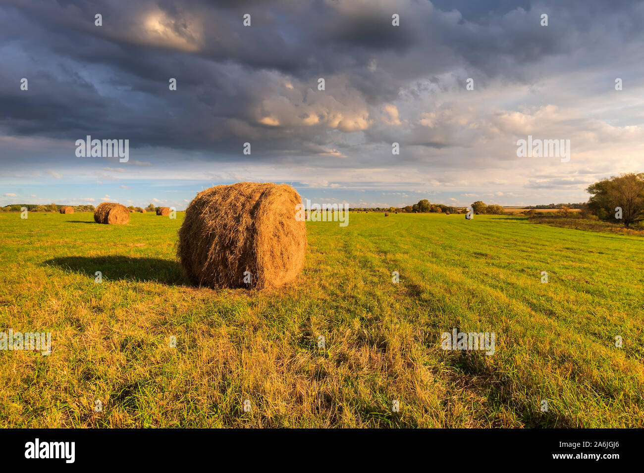 Field with golden haystacks at sunset in early autumn evening with a ...