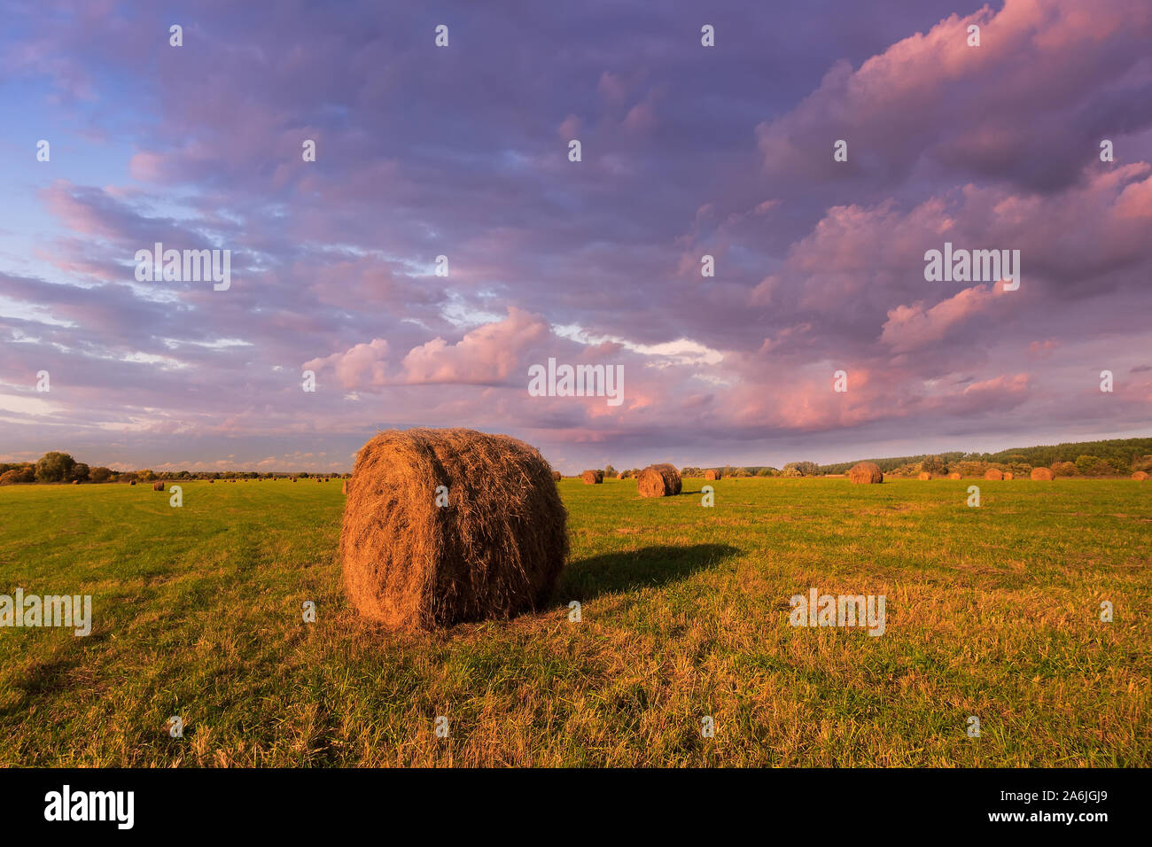 Field with golden haystacks at sunset in early autumn evening with a ...