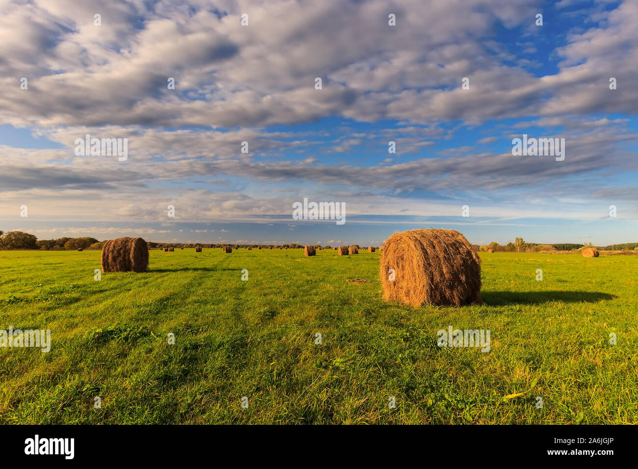 Field with golden haystacks at sunset in early autumn evening with a ...