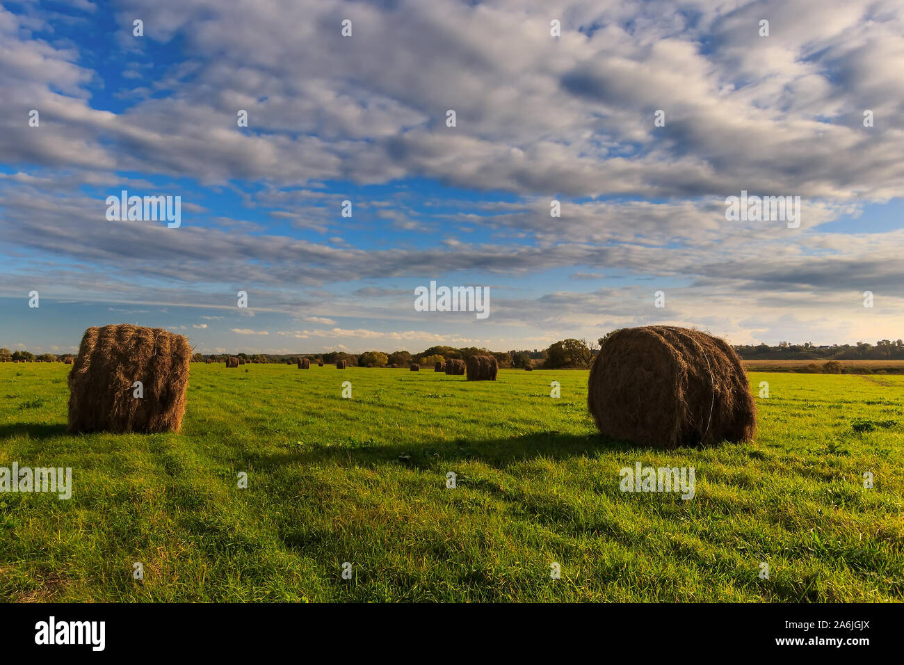 Field with golden haystacks at sunset in early autumn evening with a ...