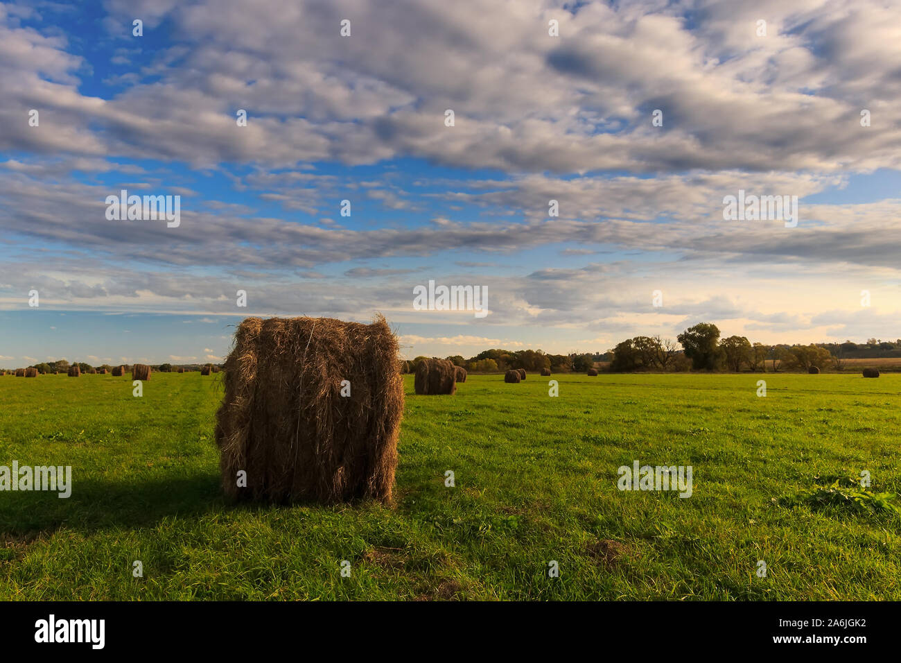 Field with golden haystacks at sunset in early autumn evening with a ...