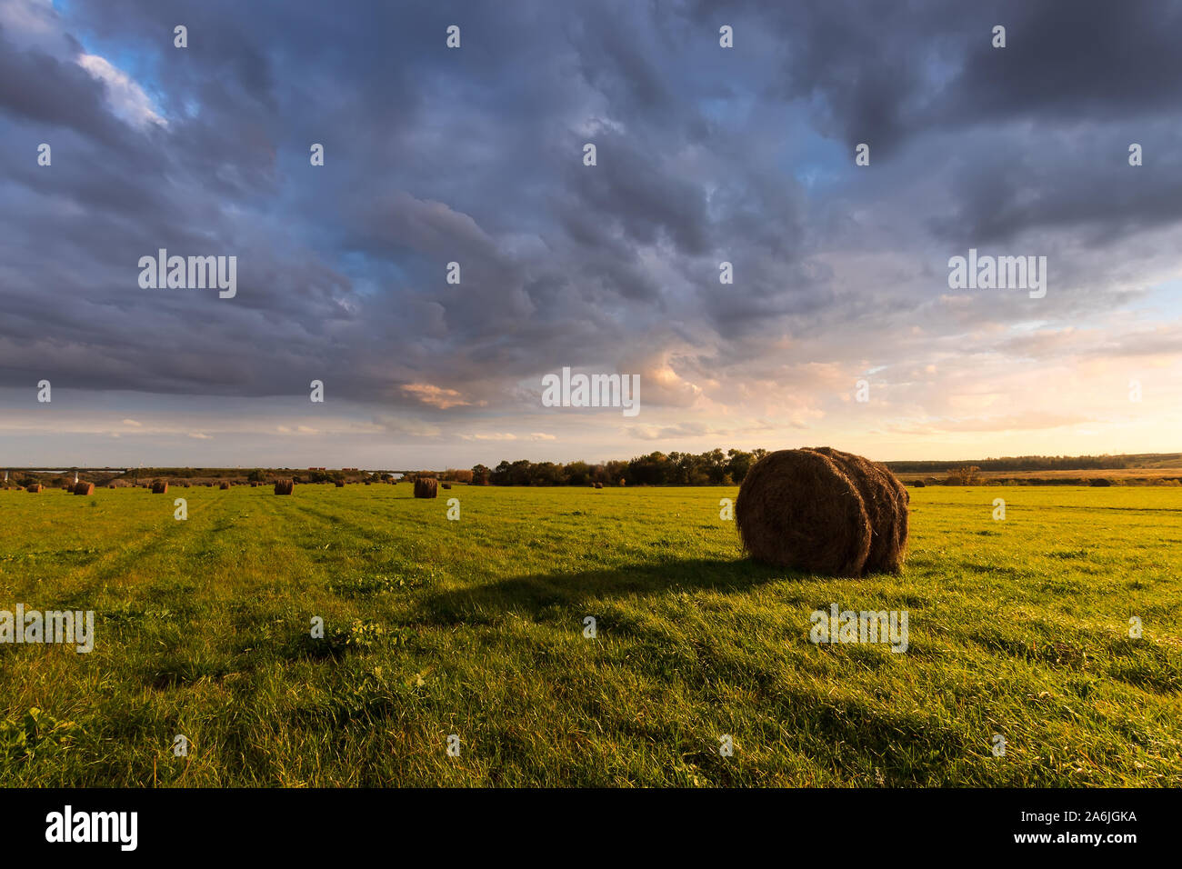 Field with golden haystacks at sunset in early autumn evening with a ...