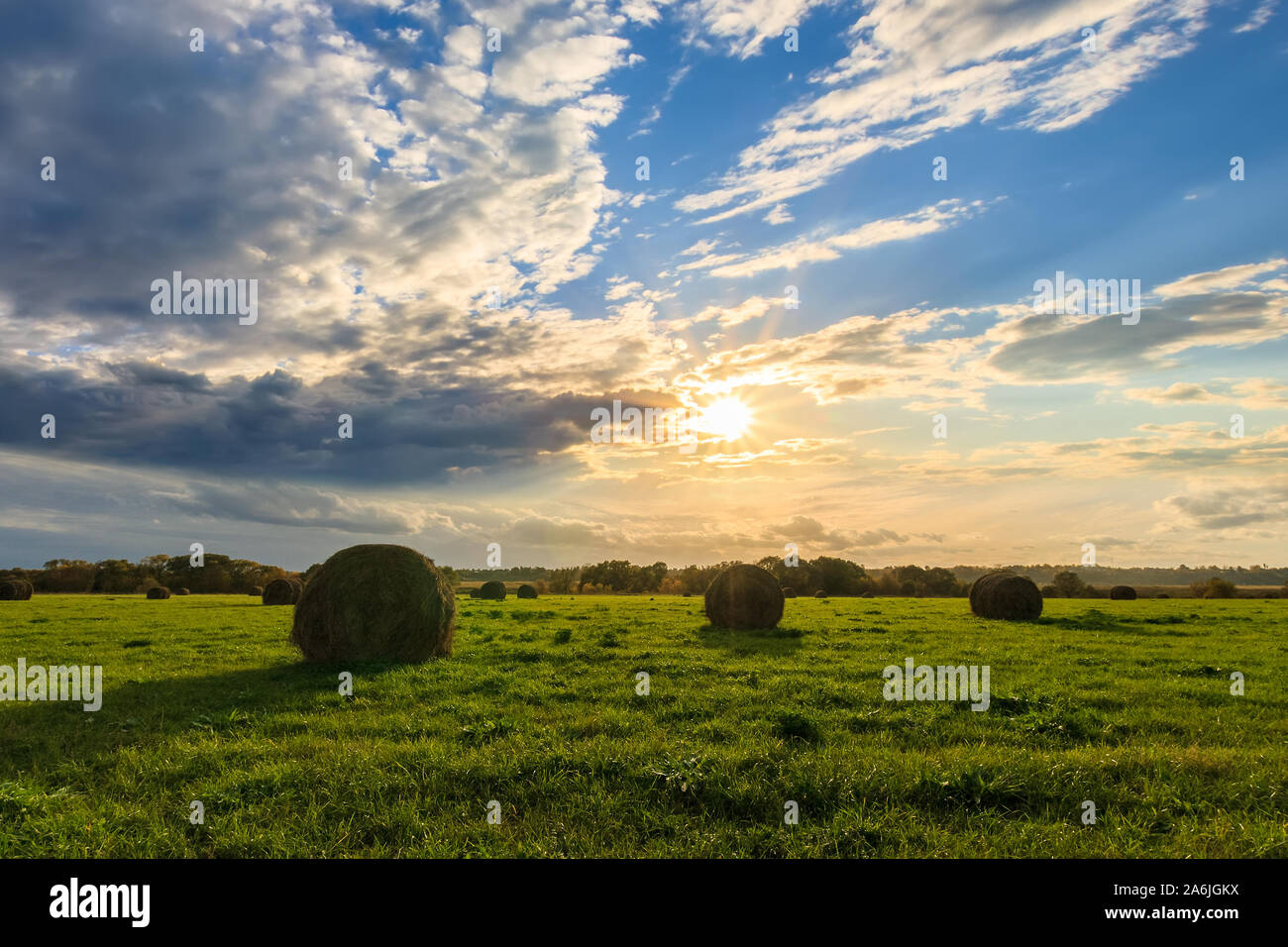 Field with golden haystacks at sunset in early autumn evening with a ...