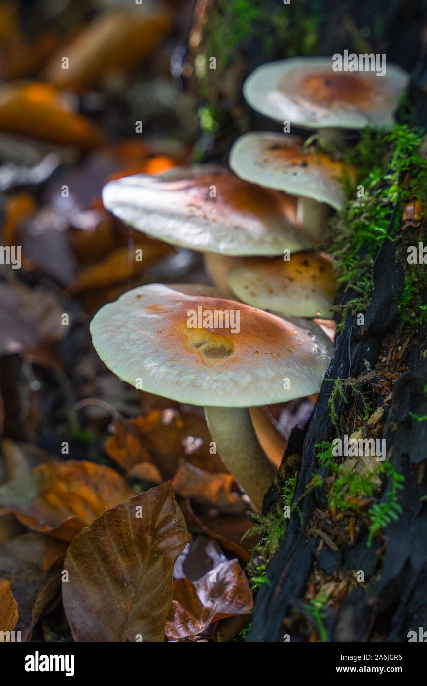 Mushrooms grow on tree trunks hi-res stock photography and images - Alamy